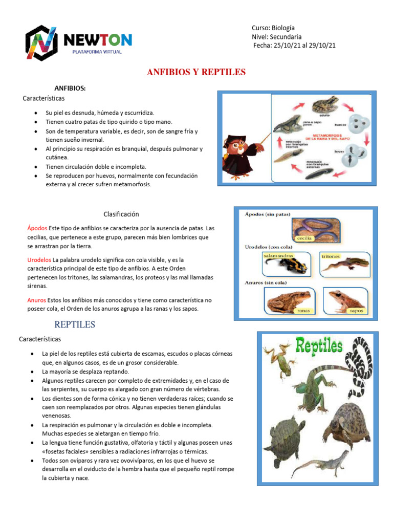 Anfibios y Reptiles: Características y Clasificación | PDF | Anfibio ...
