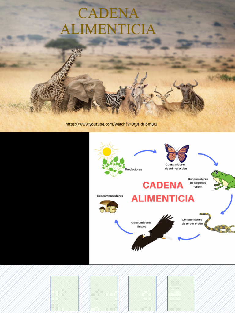 Cadena Alimenticia | PDF