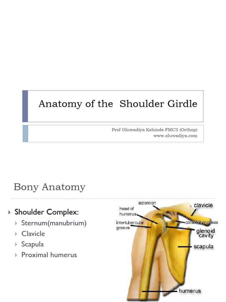2 Anatomy of The Shoulder Girdle OLUWADIYA | PDF | Arm | Anatomical ...