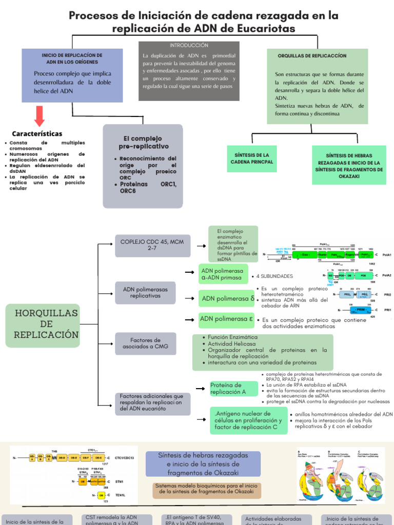 Procesos de Iniciación de Cadena Rezagada en La Replicación de ADN de ...
