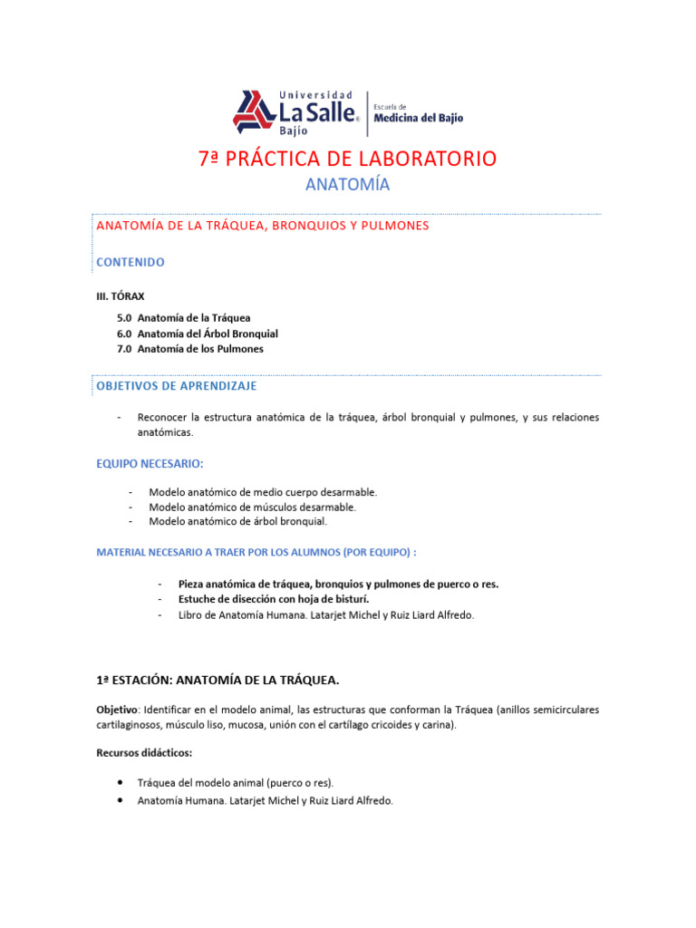7a Práctica Lab Anatomia de La Tráquea, Bronquios y Pulmones | PDF | Pulmón | Anatomía