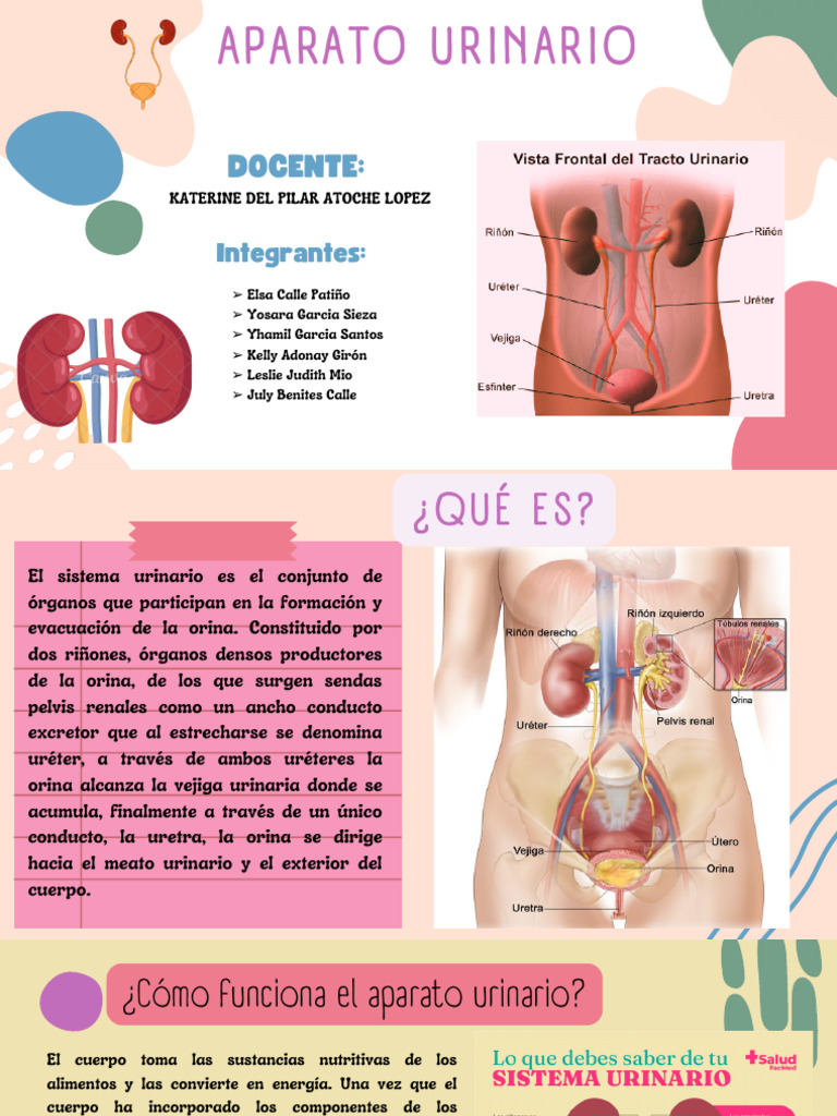 Aparato Urinario | PDF | Sistema urinario | Riñón