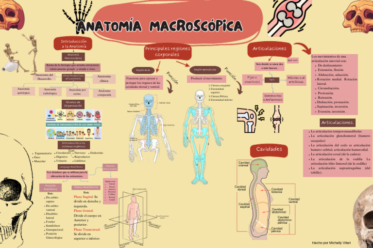 Anatomía Macroscópica: Estructuras y Funciones | PDF | Articulación ...