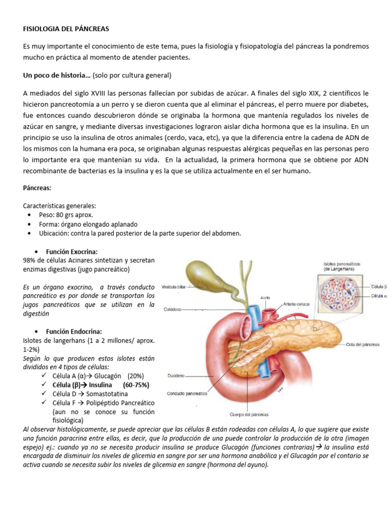 FISIOLOGIA DEL PÁNCREAS | PDF | Insulina | Diabetes