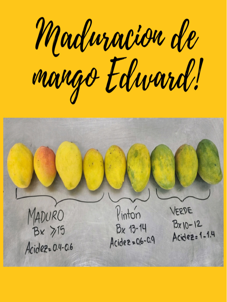 Maduración Mango Edward | PDF