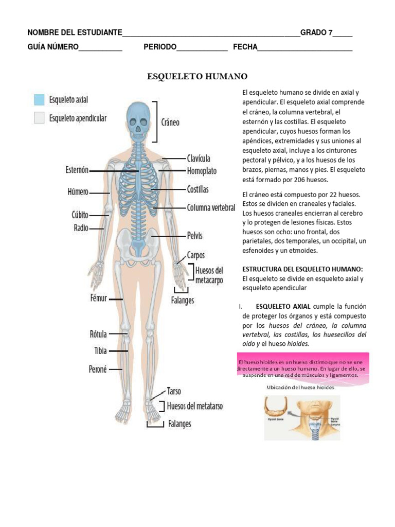 Guia Esqueleto Humano Descargar Gratis Pdf Cráneo Esqueleto