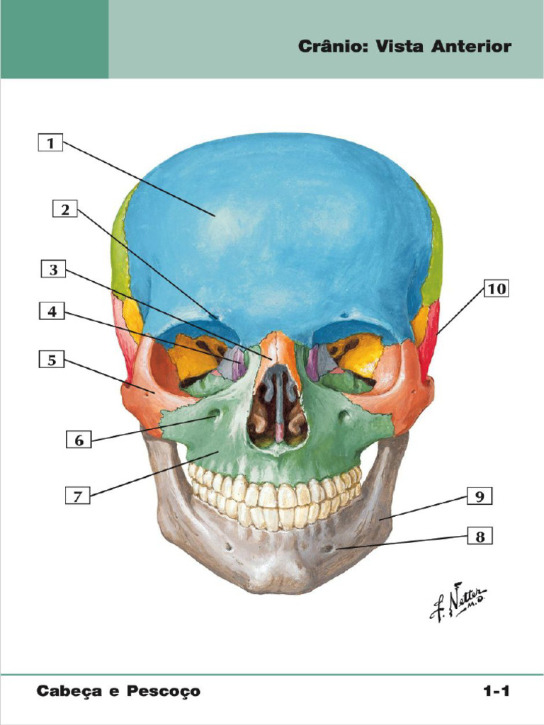 NETTER FLASH CARDS PORTUGUÊS - Colorido | PDF | Pescoço | Anatomia
