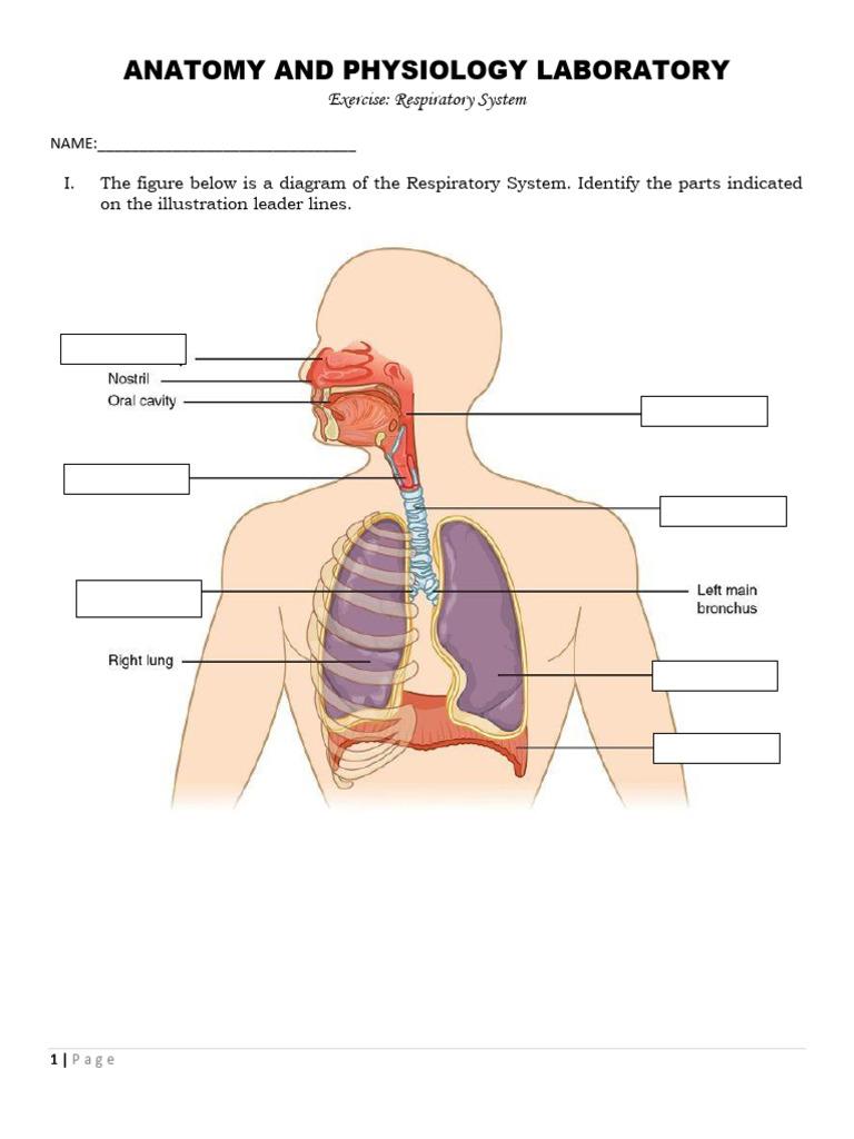 3-Respiratory System | PDF