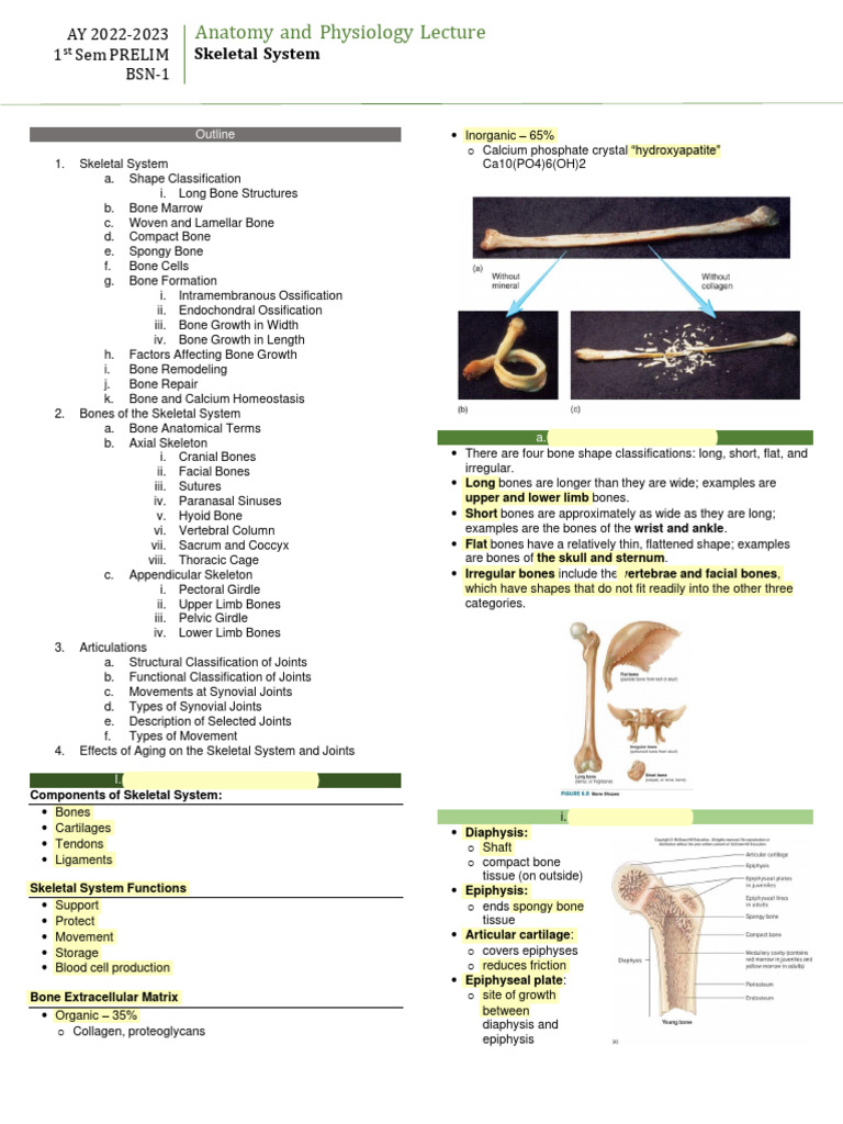 Ch5 Skeletal System 1 | PDF | Anatomical Terms Of Motion | Bone Ch5 Skeletal System 1 | PDF | Anatomical Terms Of Motion | Bone