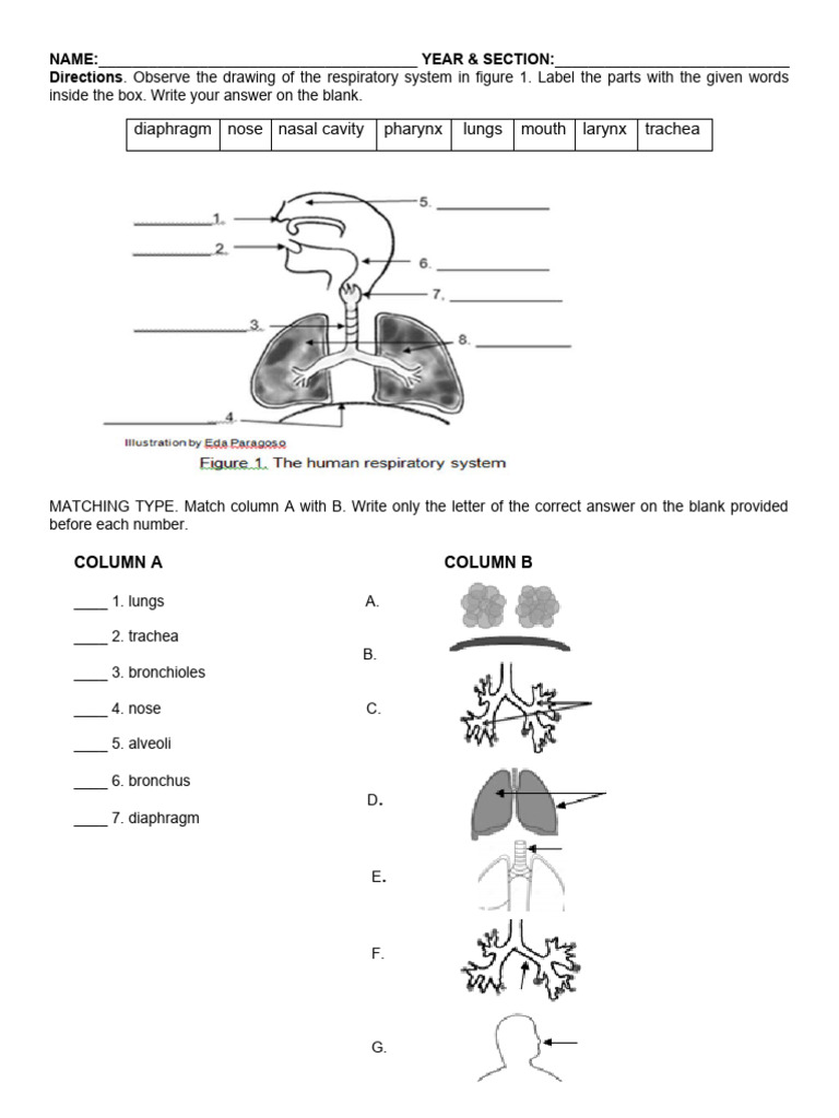 Worksheet Respirstory-System | PDF | Respiratory Tract | Respiratory System