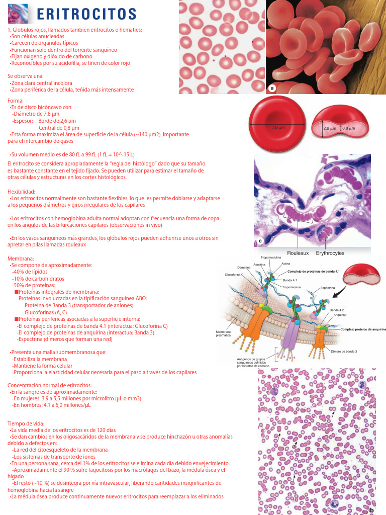 Histología Hematologia Eritrocitos y Leucocitos | PDF | Glóbulo rojo ...