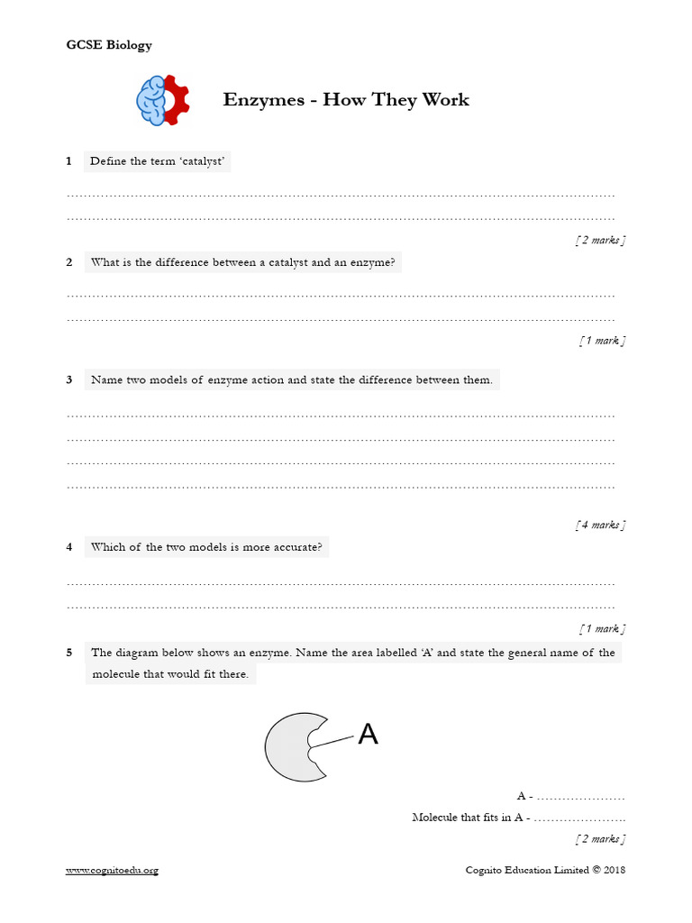 GCSE Biology - Enzymes - How They Work - Worksheet 11 | PDF | Chemical ...