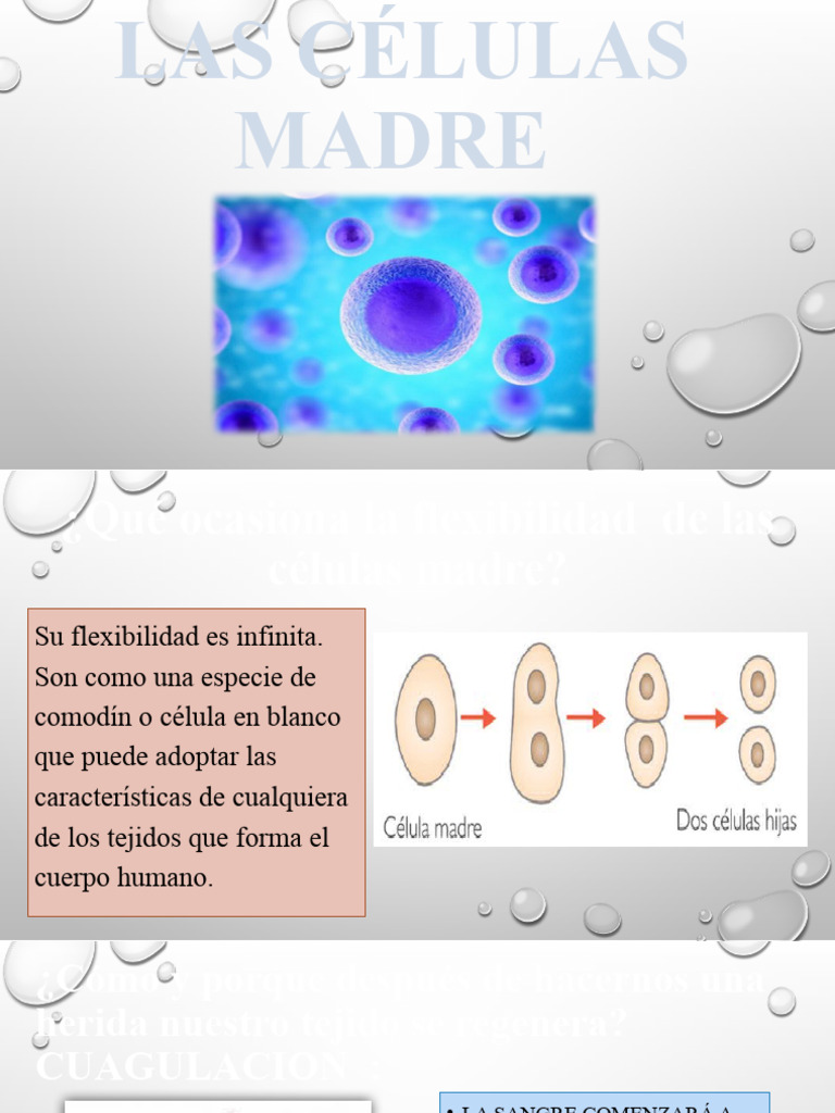 El Poder de las Células Madre | PDF | Organismos | Biología Celular)