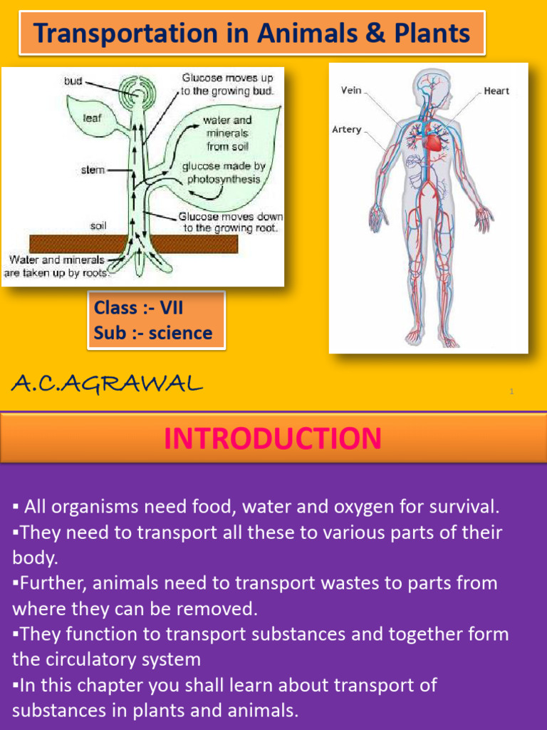 11.transportation in Plants & Animals | PDF | Heart | Blood