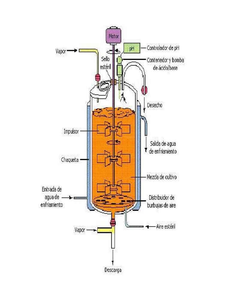 Modelo de Bioreactor | PDF