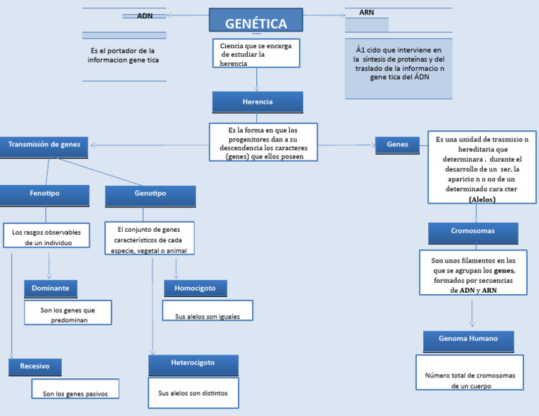 Mapa Conceptual de La Genetica 4 | PDF
