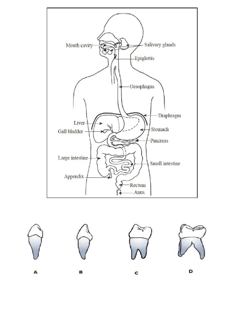Digestive System | PDF | Human Digestive System | Gastrointestinal Tract
