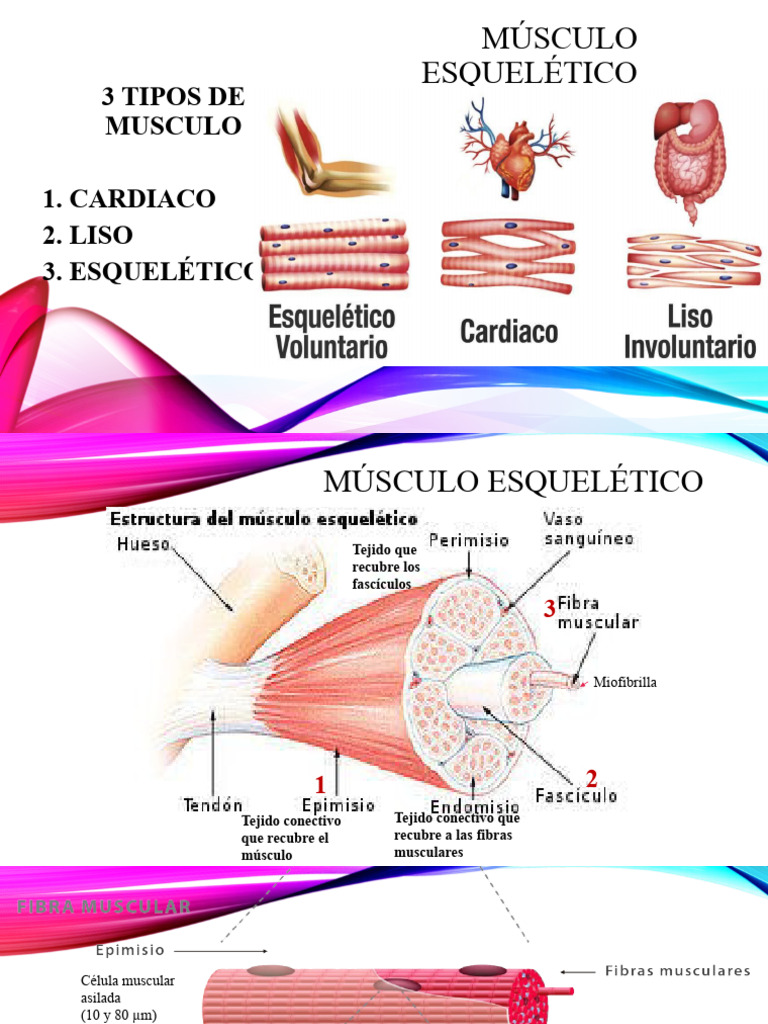 Músculo Esquelético Pdf Músculo Esquelético Contracción Muscular