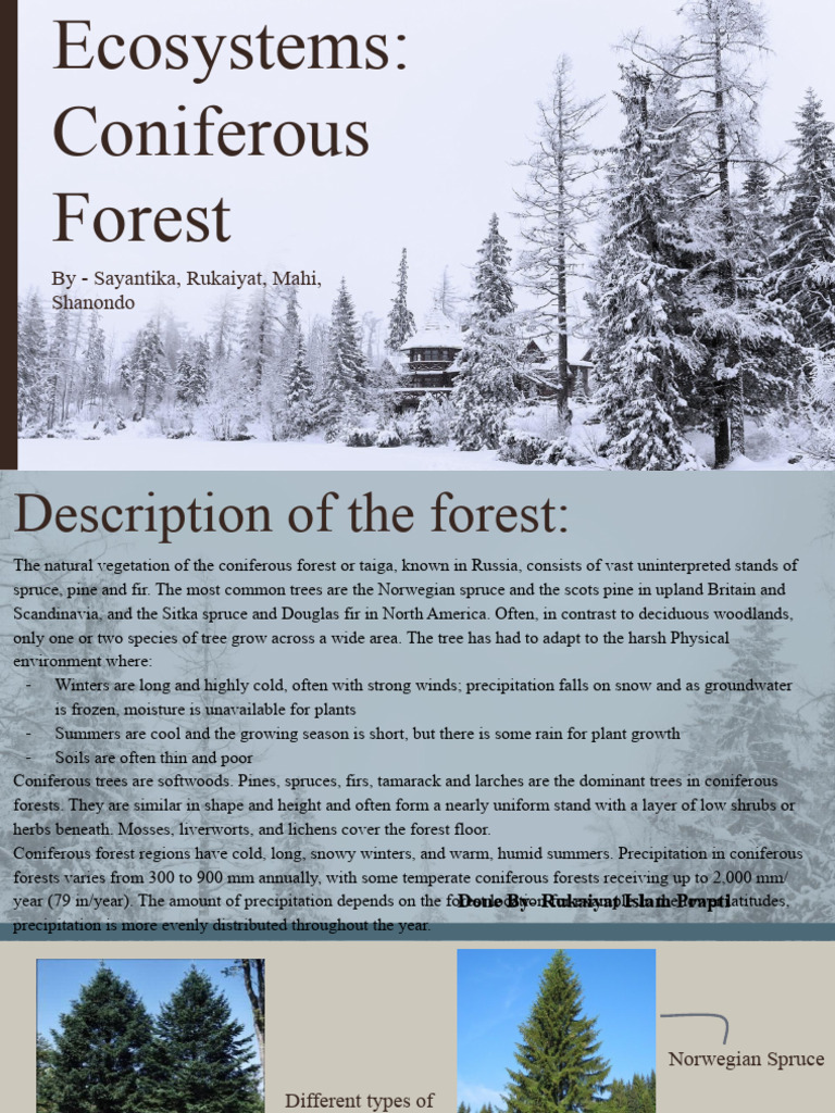 Characteristics of Coniferous Forests | PDF | Trees | Forests