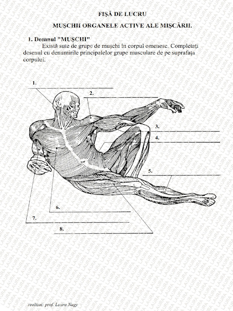13 Cls 7 Fisa de Lucru Muschiul | PDF