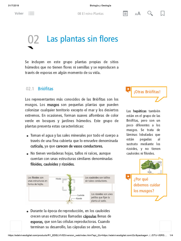 U8.2.Las Plantas Sin Flores | PDF | Musgo | Plantas