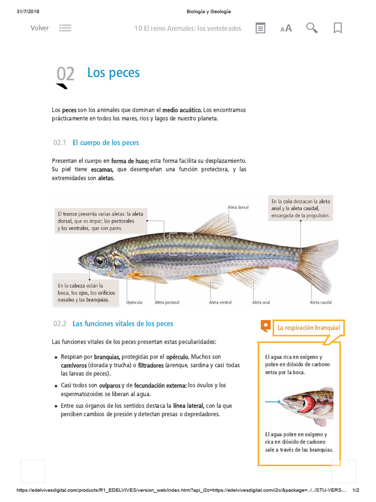 Características y Clasificación de Peces | PDF | Pescado | Branquia