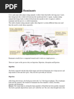 Cow Anatomy | PDF