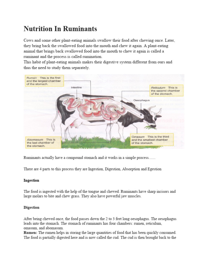 PAPER On Ruminants | PDF | Ruminant | Digestion