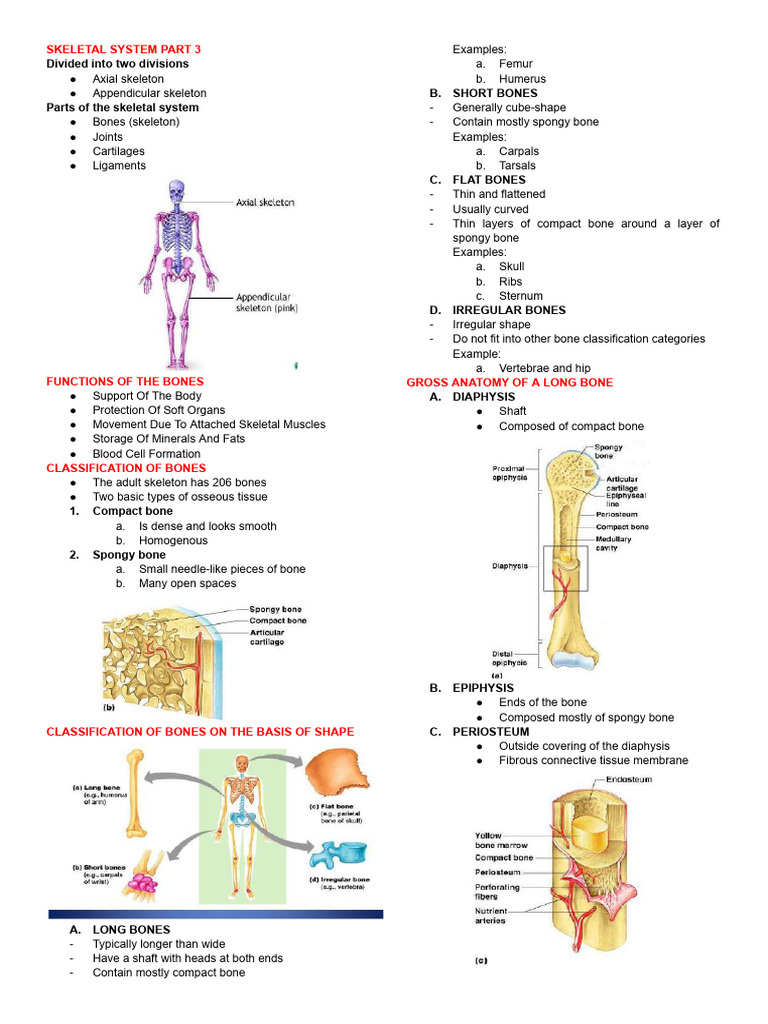 SKELETAL SYSTEM PART 3 - Compressed | PDF
