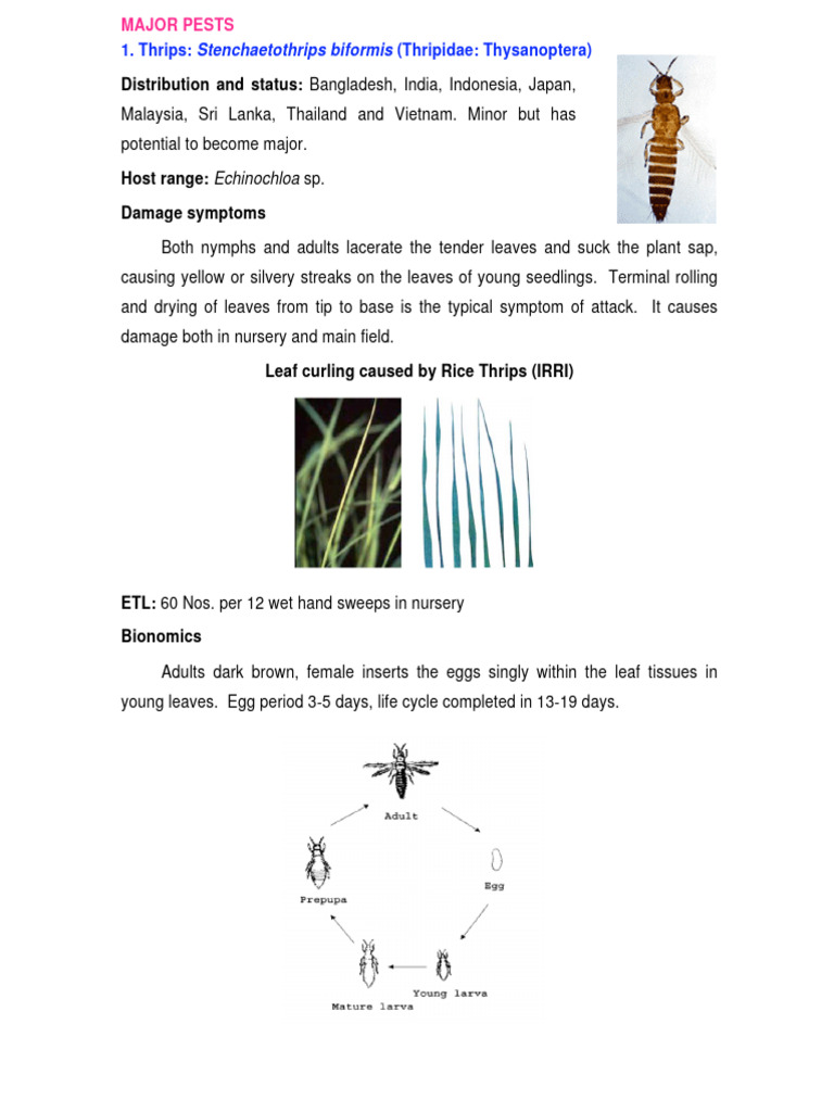 Major Rice Pests and Management Strategies | PDF | Rice | Insects