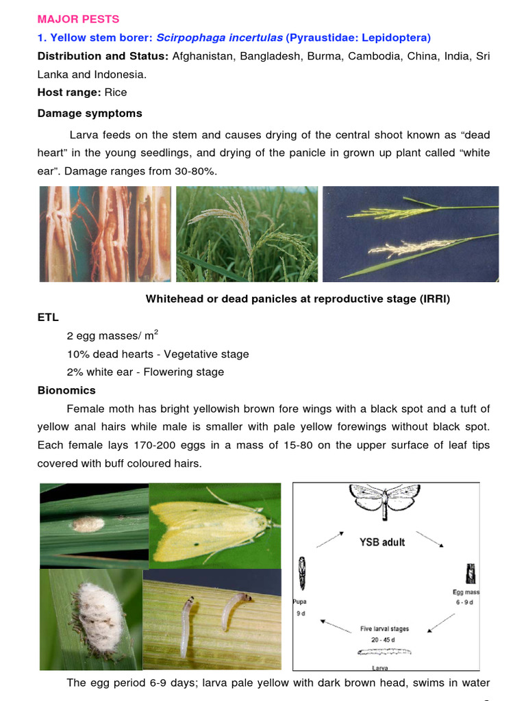 Rice Pests (Stem & Leaf Feeding) | PDF | Pupa | Butterfly