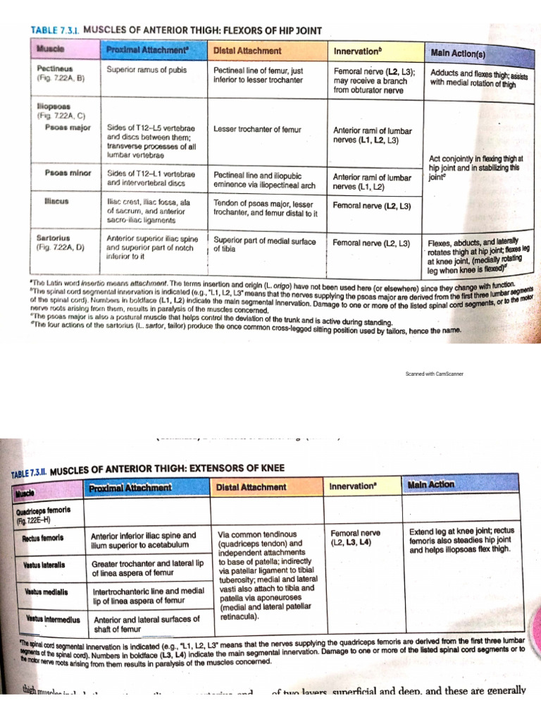 KLM Lower Limb Muscles | PDF