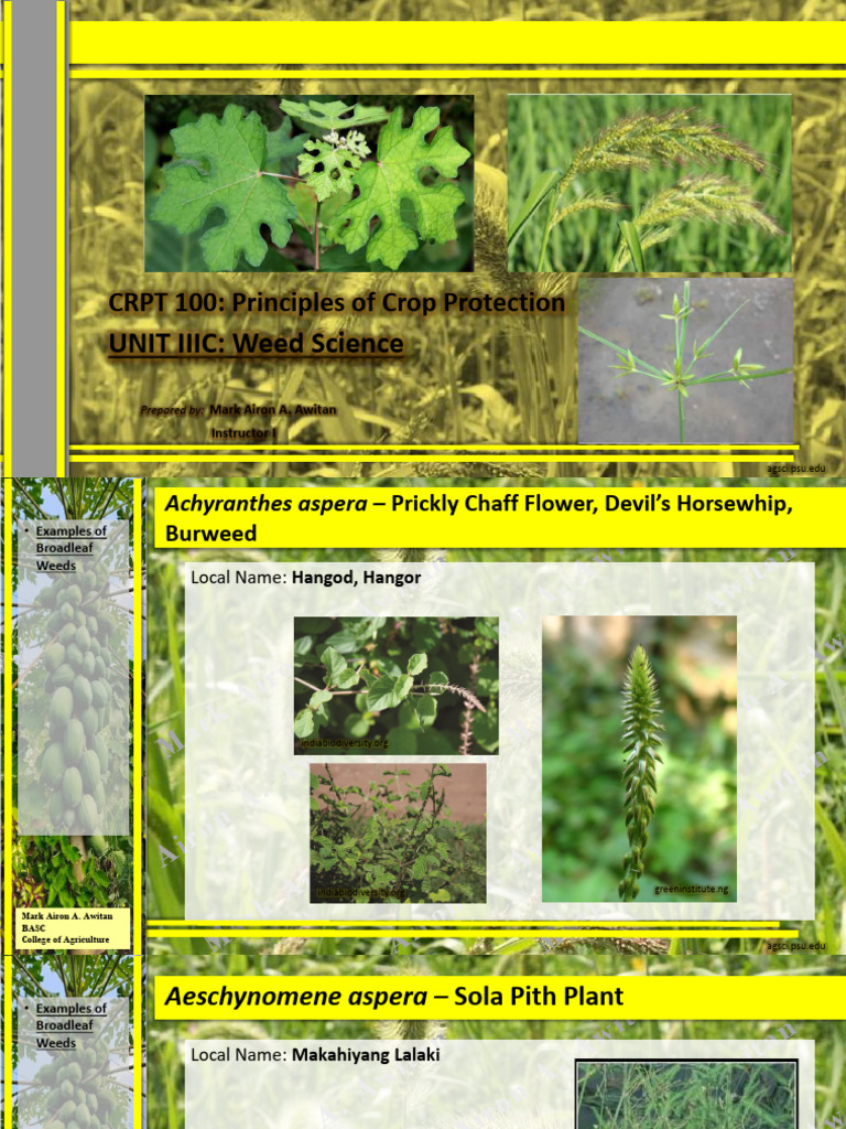 MAAA-Unit 3C - Examples of Weeds, CRPT 100 For BSA | PDF | Botany | Plants