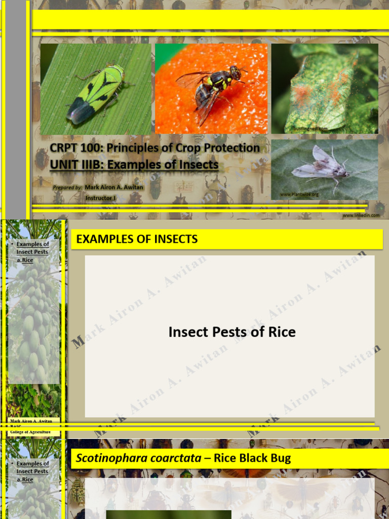 MAAA-Unit 3B - Examples of Insects, CRPT 100 For BSA | PDF ...