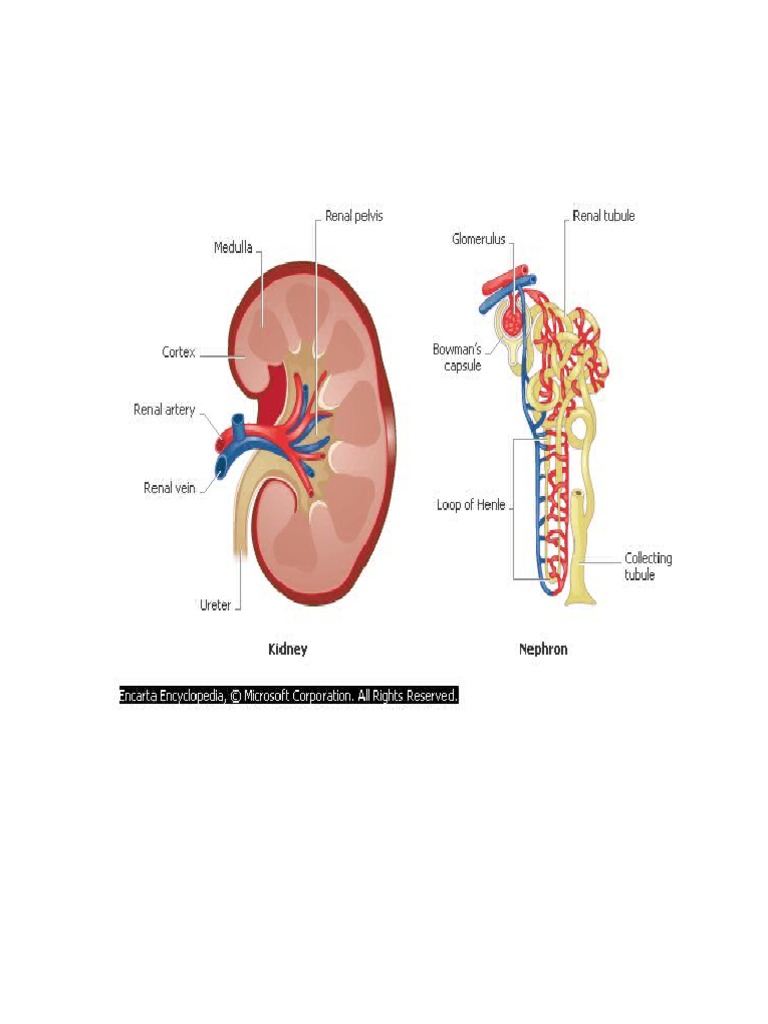 Anatomy of The Kidney | PDF | Kidney | Human Anatomy