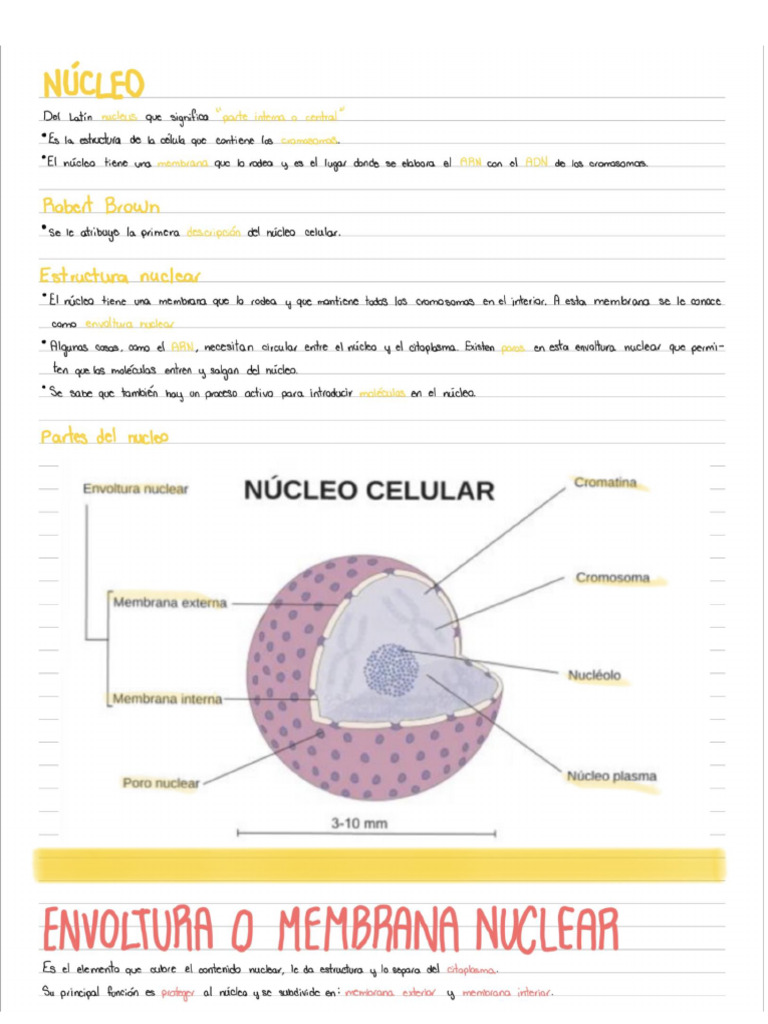 El Núcleo | PDF