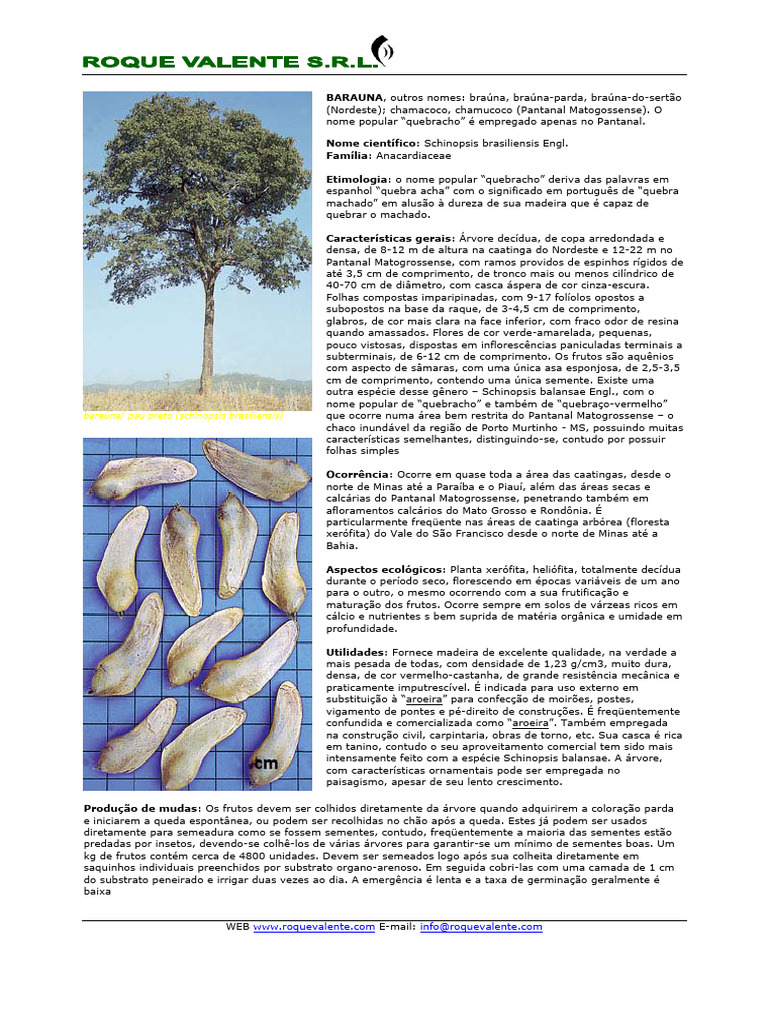Características e Utilidades da Baraúna | PDF | Plantas | Botânica