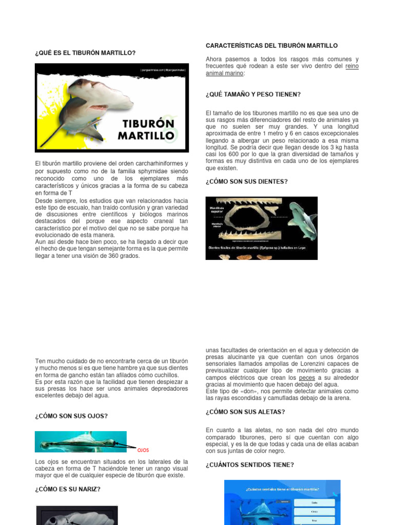 Qué Es El Tiburón Martillo | PDF | Tiburones | Depredación