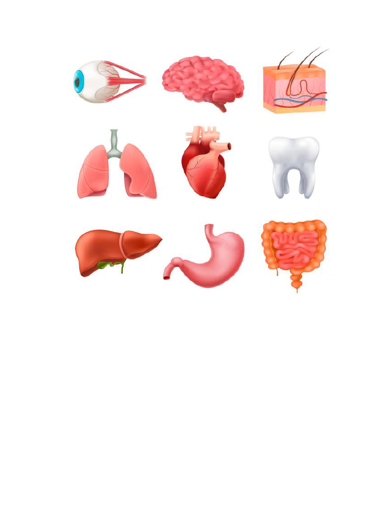 Anatomia Orgaos 3 | PDF