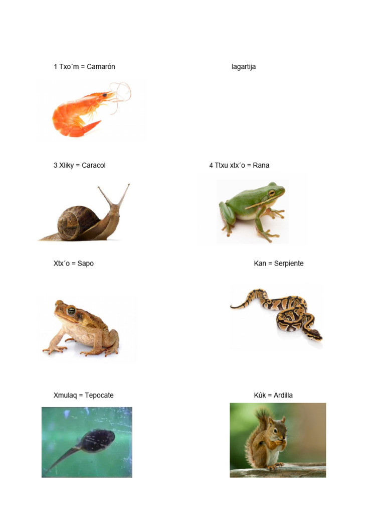 Nombres de animales en mam y español | PDF