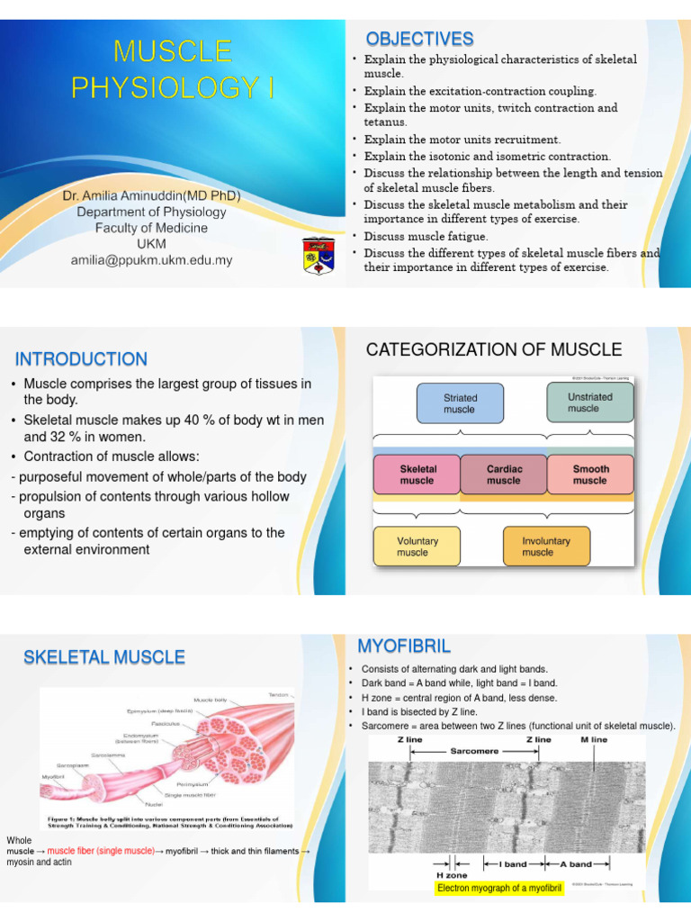 l3 Muscle Physiology I 201920 2 | Download Free PDF | Muscle ...