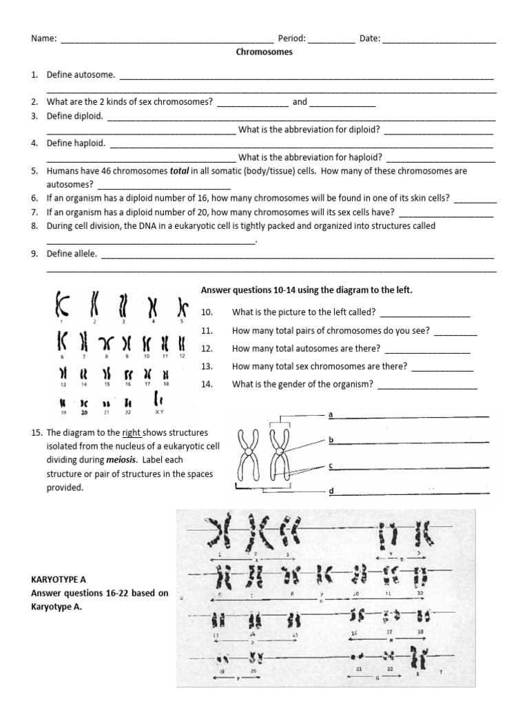 Bio Worksheet | PDF | Ploidy | Chromosome