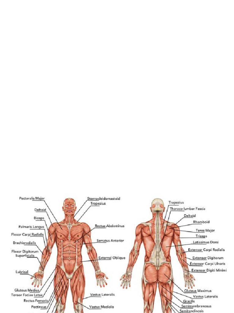 Sistema Oseo Y Muscular Pdf