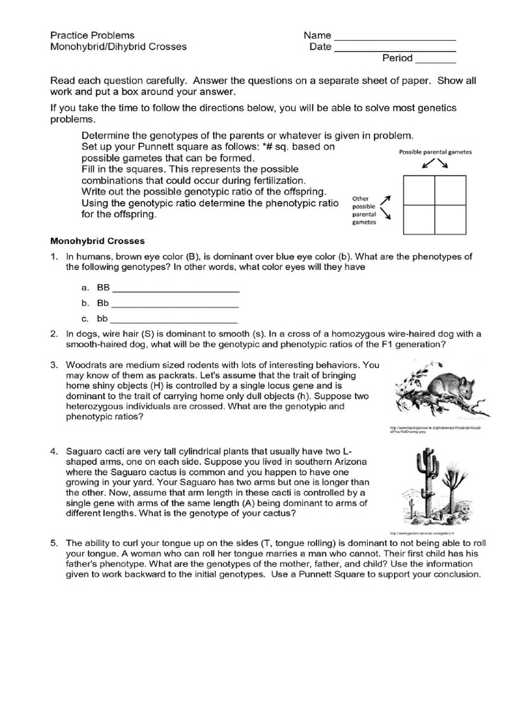 Practice Problems Genetics | PDF | Science & Mathematics