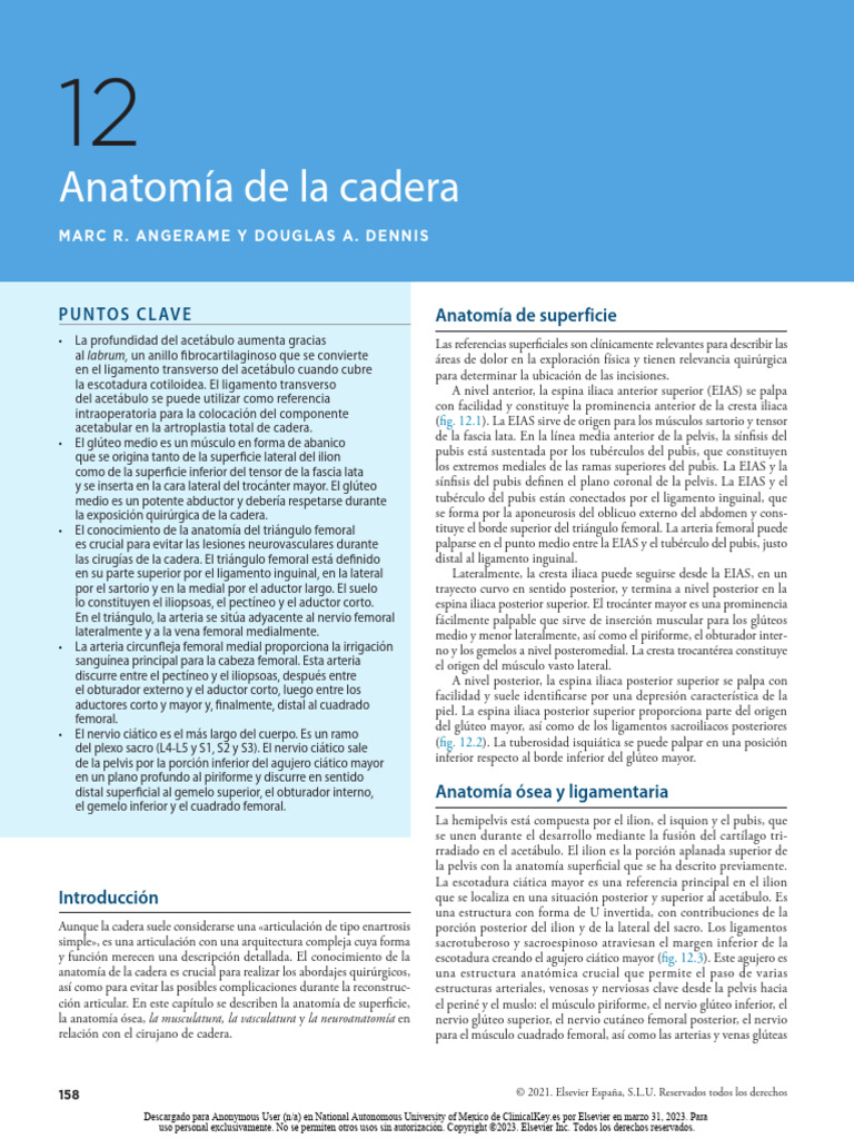 Anatomia de La Cadera | PDF | Cadera | Tejido suave