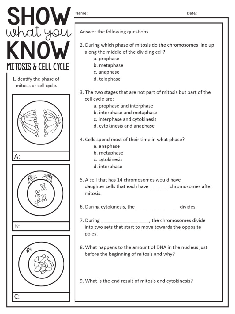 Mitosis Quiz | Download Free PDF | Mitosis | Cell Cycle