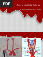 9 Arteria Carótida Primitiva y Externa | PDF | Aorta | Arteria carótida ...