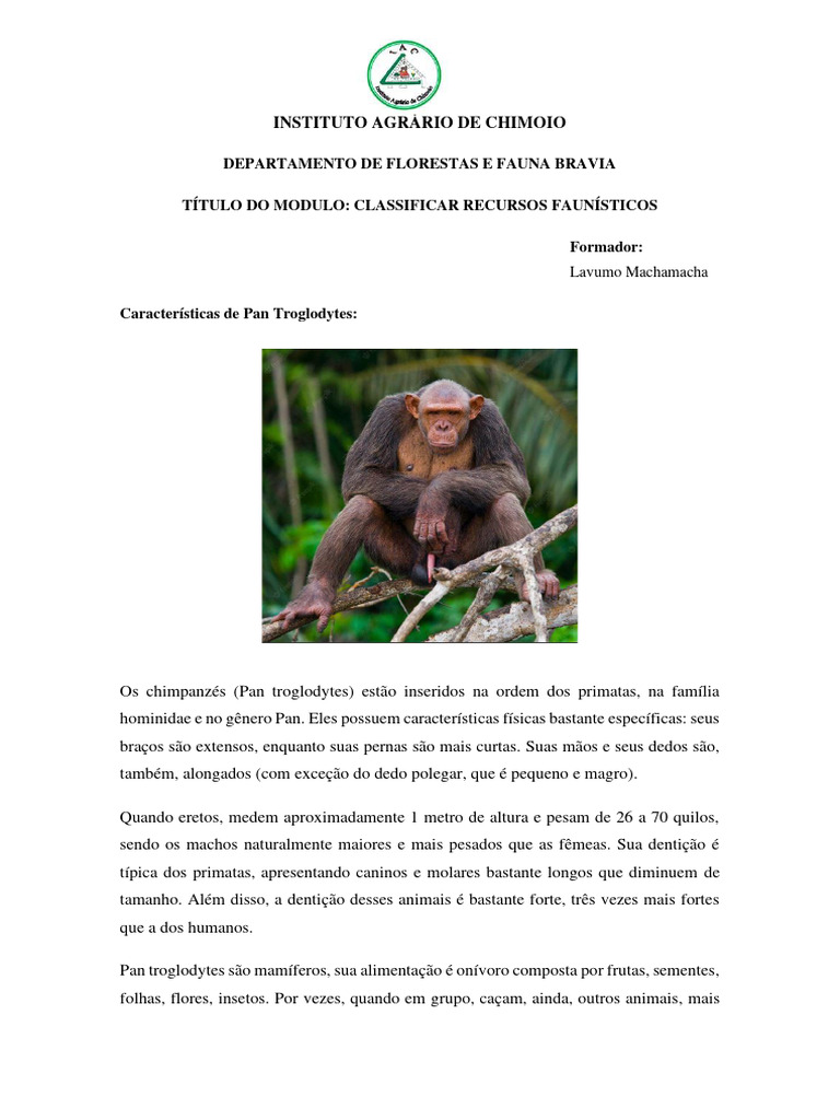 Macaco Chimpanzé | PDF | Chimpanzé | Mamíferos