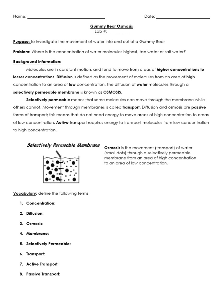 Gummy Bear Lab | PDF | Osmosis | Chemistry