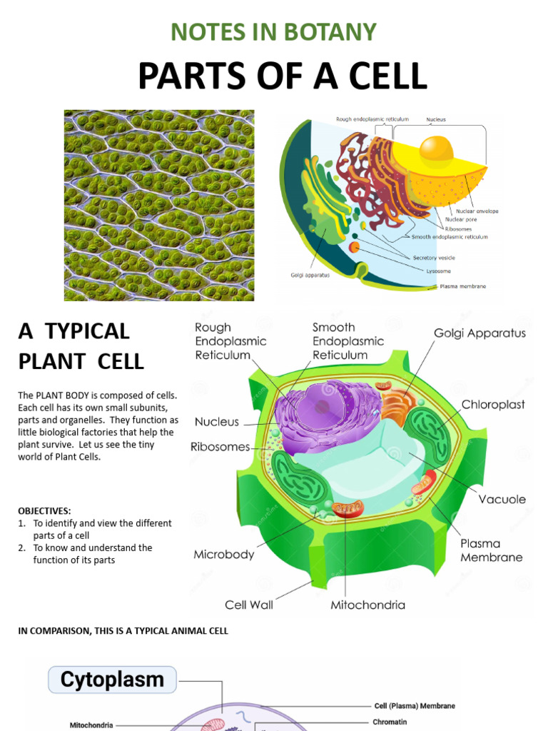 Parts of A Cell BIOLOGY | PDF | Cell (Biology) | Cell Membrane